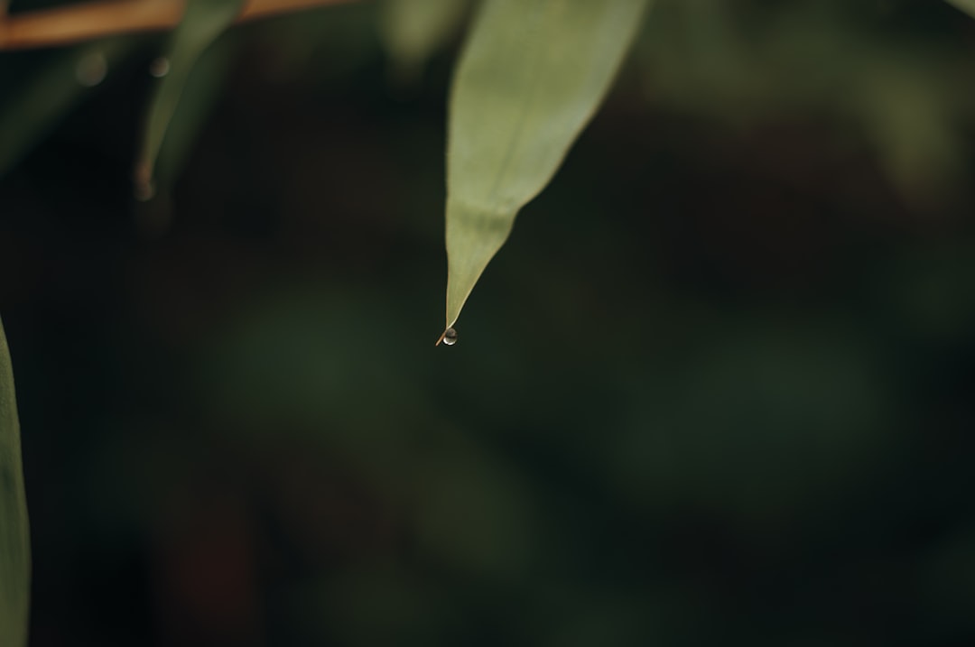 Kleine vliegjes bij je plant: zo kom je er vanaf - Plant tribe